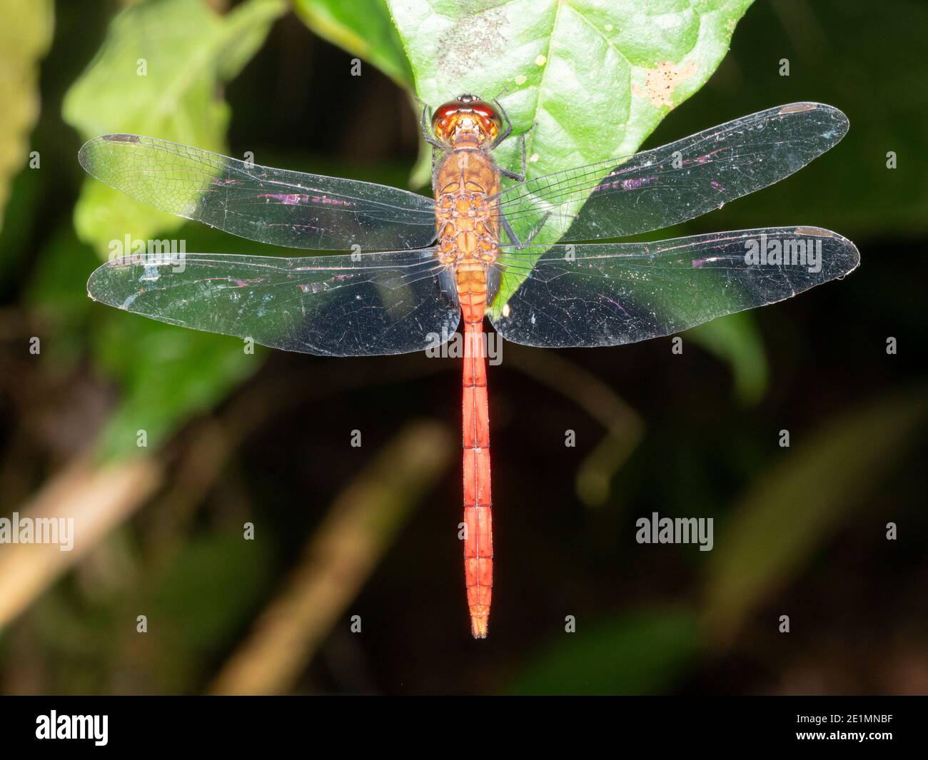 Dragonfly roosting on a leaf at night in the rainforest, Ecuador Stock ...