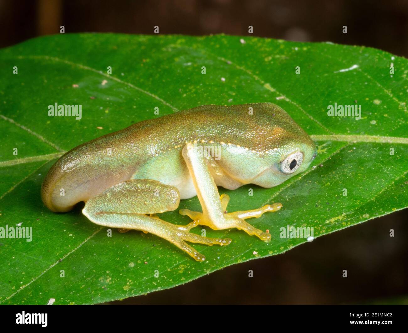 Baby green tree frog hi-res stock photography and images - Alamy