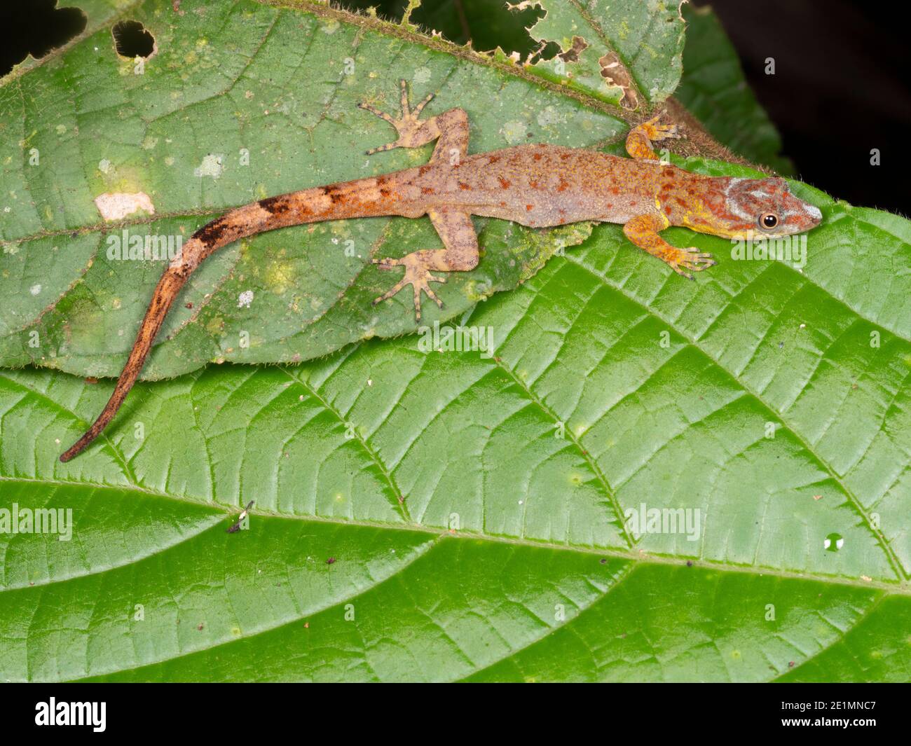 Male Bridled forest gecko (Gonatodes humeralis) in the rainforest in ...