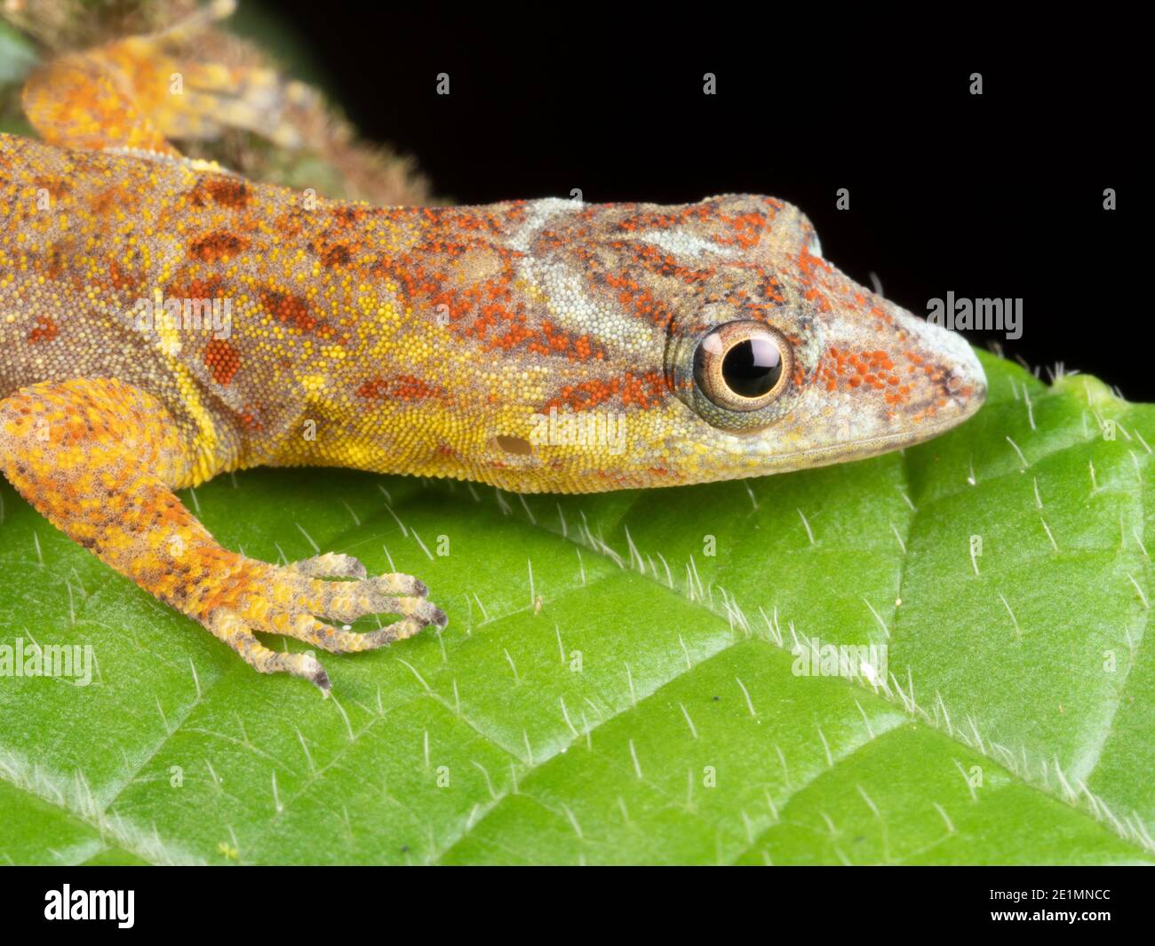 Male Bridled forest gecko (Gonatodes humeralis) in the rainforest in ...