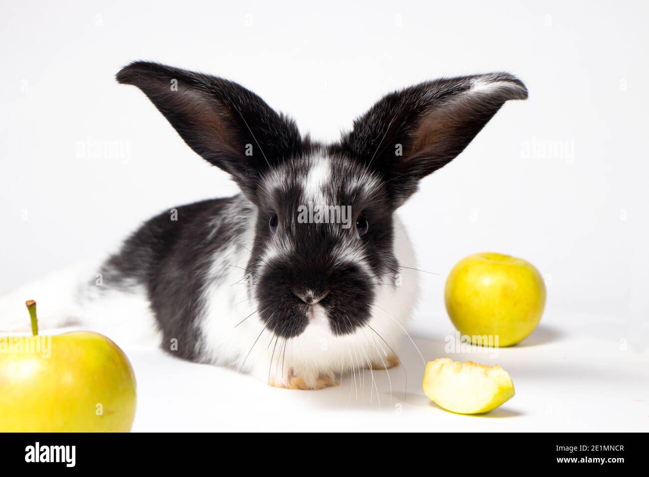 Black rabbit bunny white nose hi-res stock photography and images - Alamy