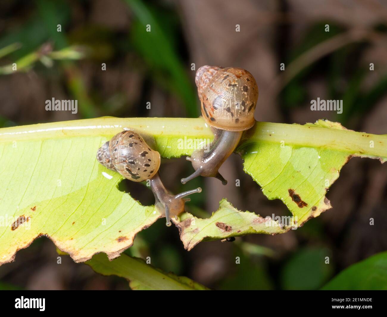 Two juveniles of the non-native and invasive African Giant Snail ...