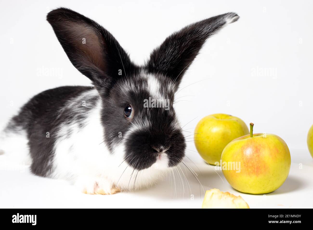 Black rabbit bunny white nose hi-res stock photography and images - Alamy