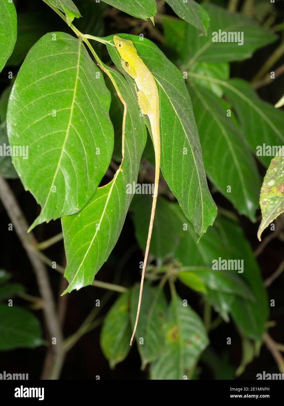 Giant Spotted Anole (Anolis punctata), roosting in a bush at night in ...