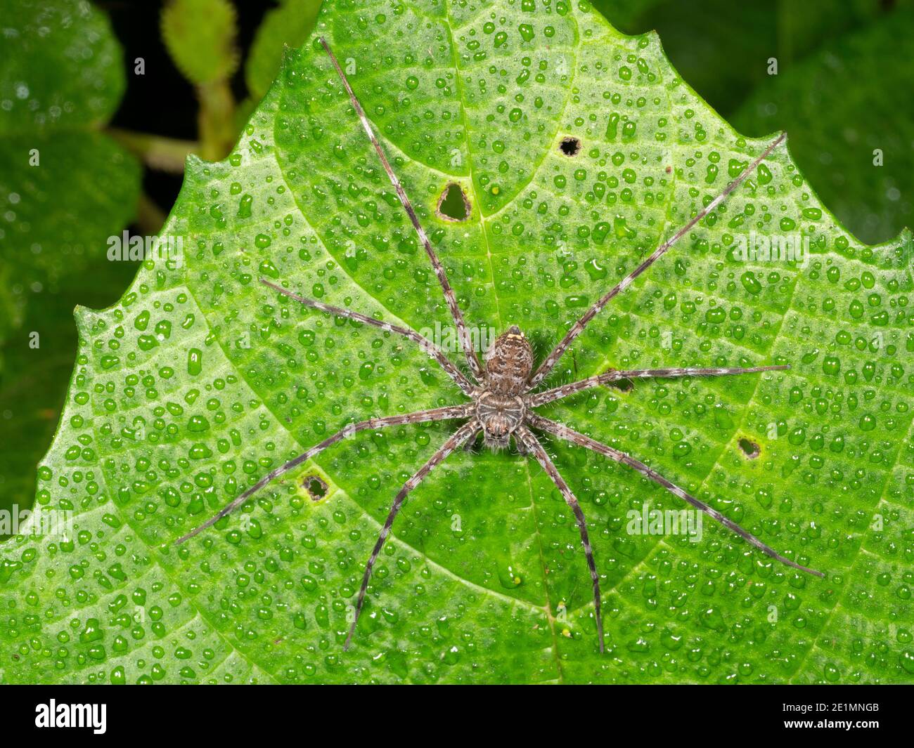 A Trechaleid Spider (Family Trechaleidae) on a textured leaf in the ...