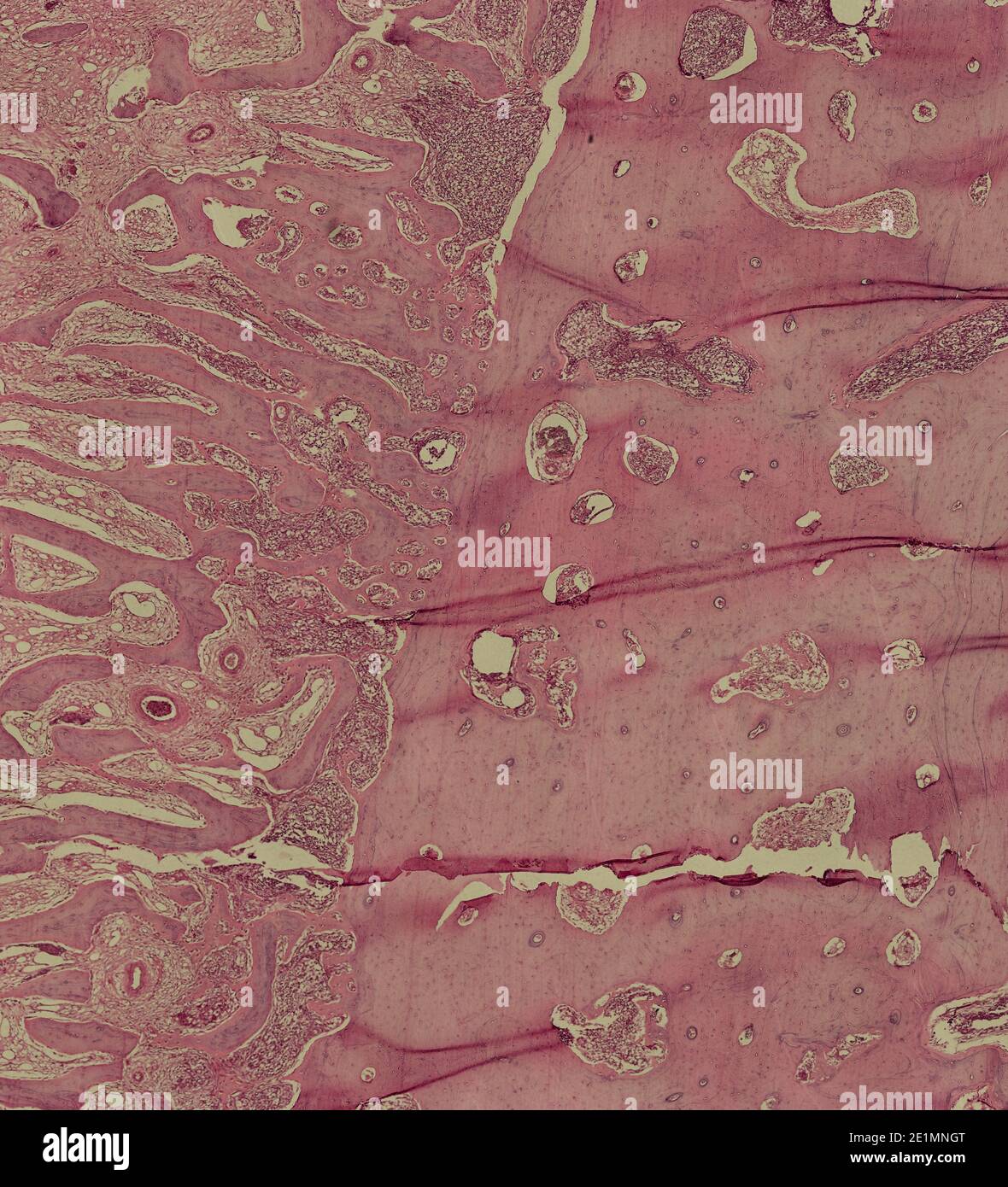 cross section cut of human body cells under a scientific microscope ...