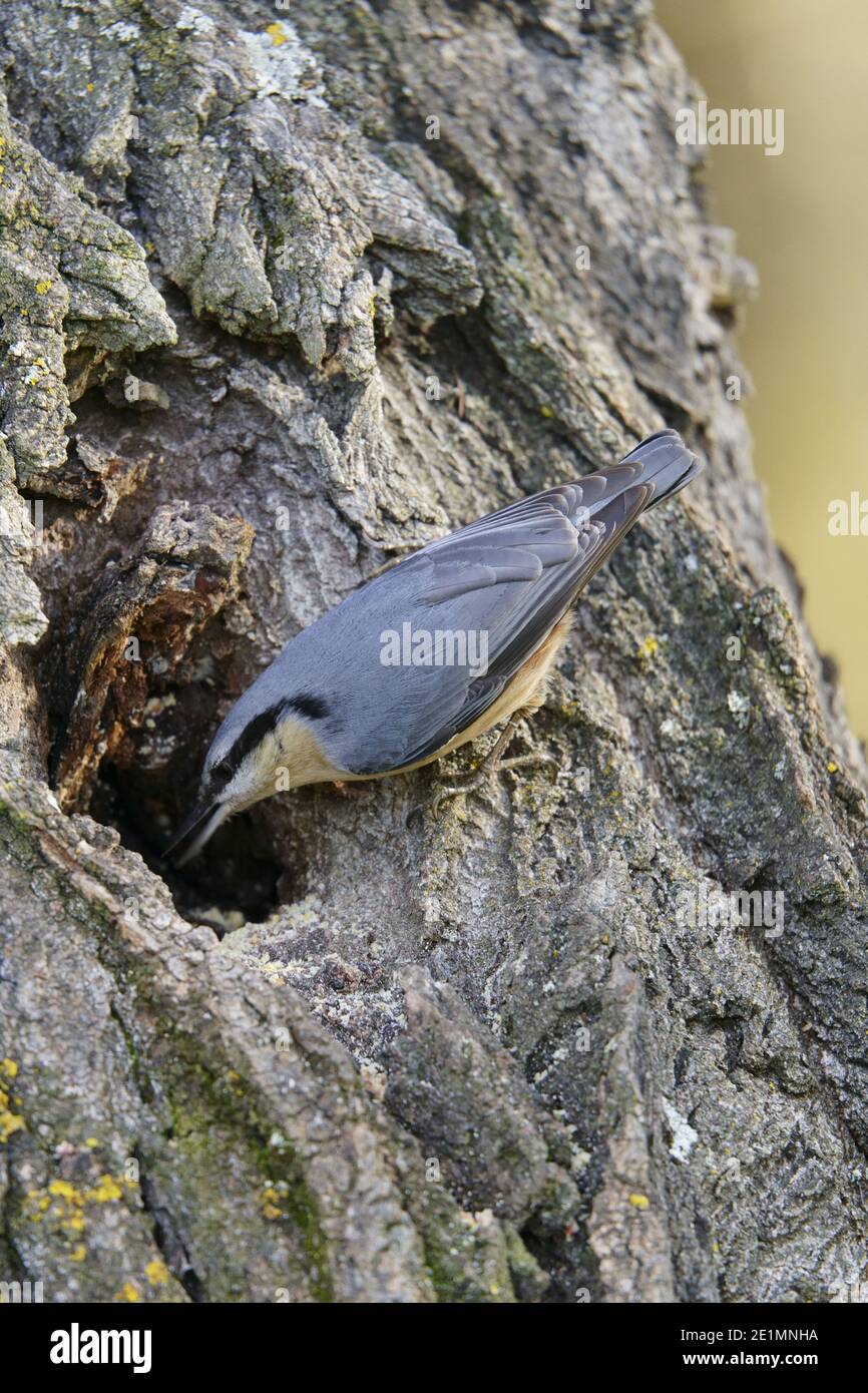 Eurasian nuthatch or wood nuthatch (Sitta europaea Stock Photo - Alamy