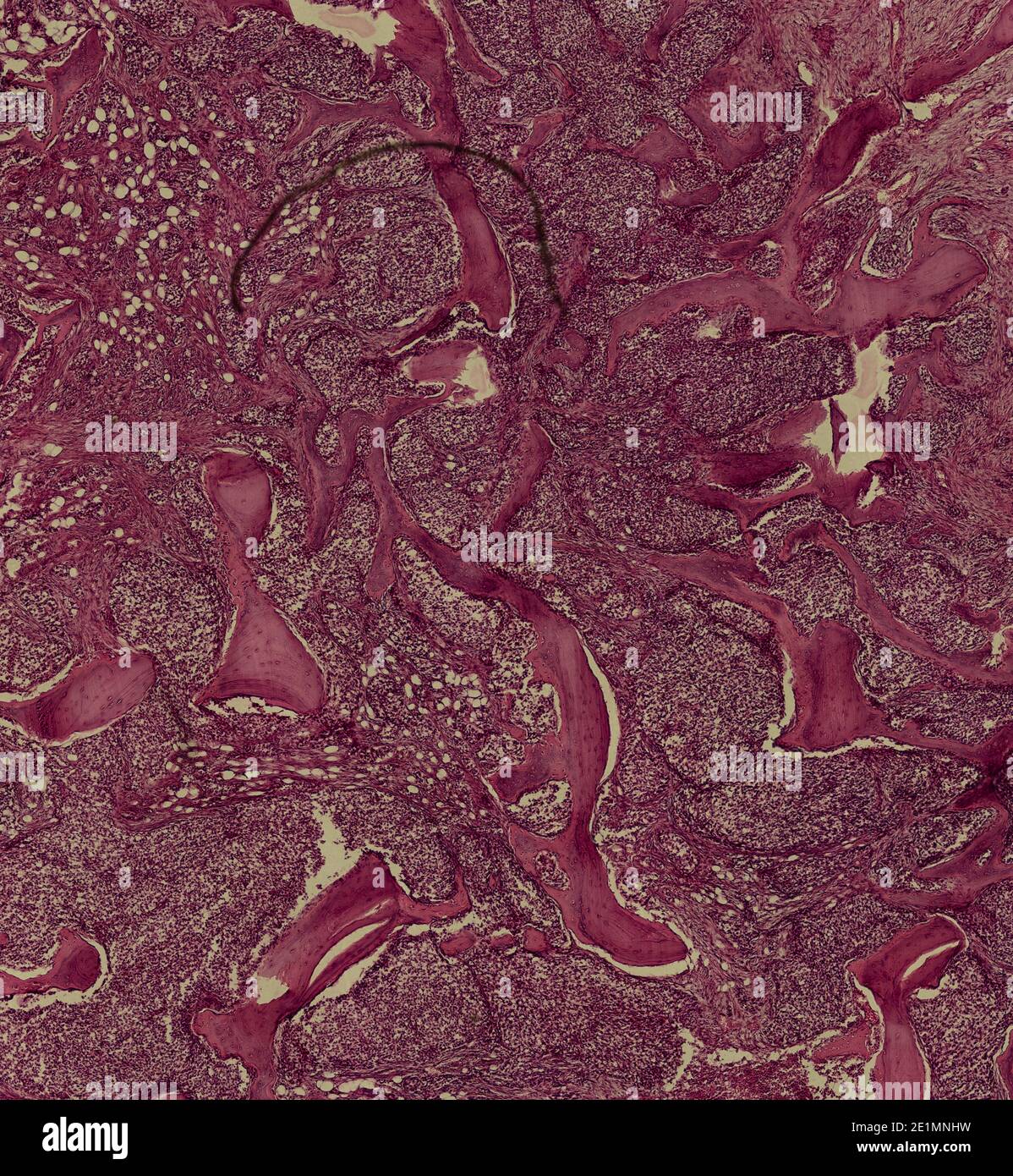 cross section cut of human body cells under a scientific microscope ...