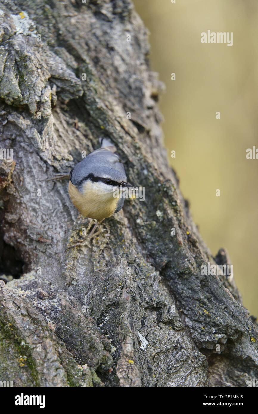 Eurasian nuthatch or wood nuthatch (Sitta europaea Stock Photo - Alamy