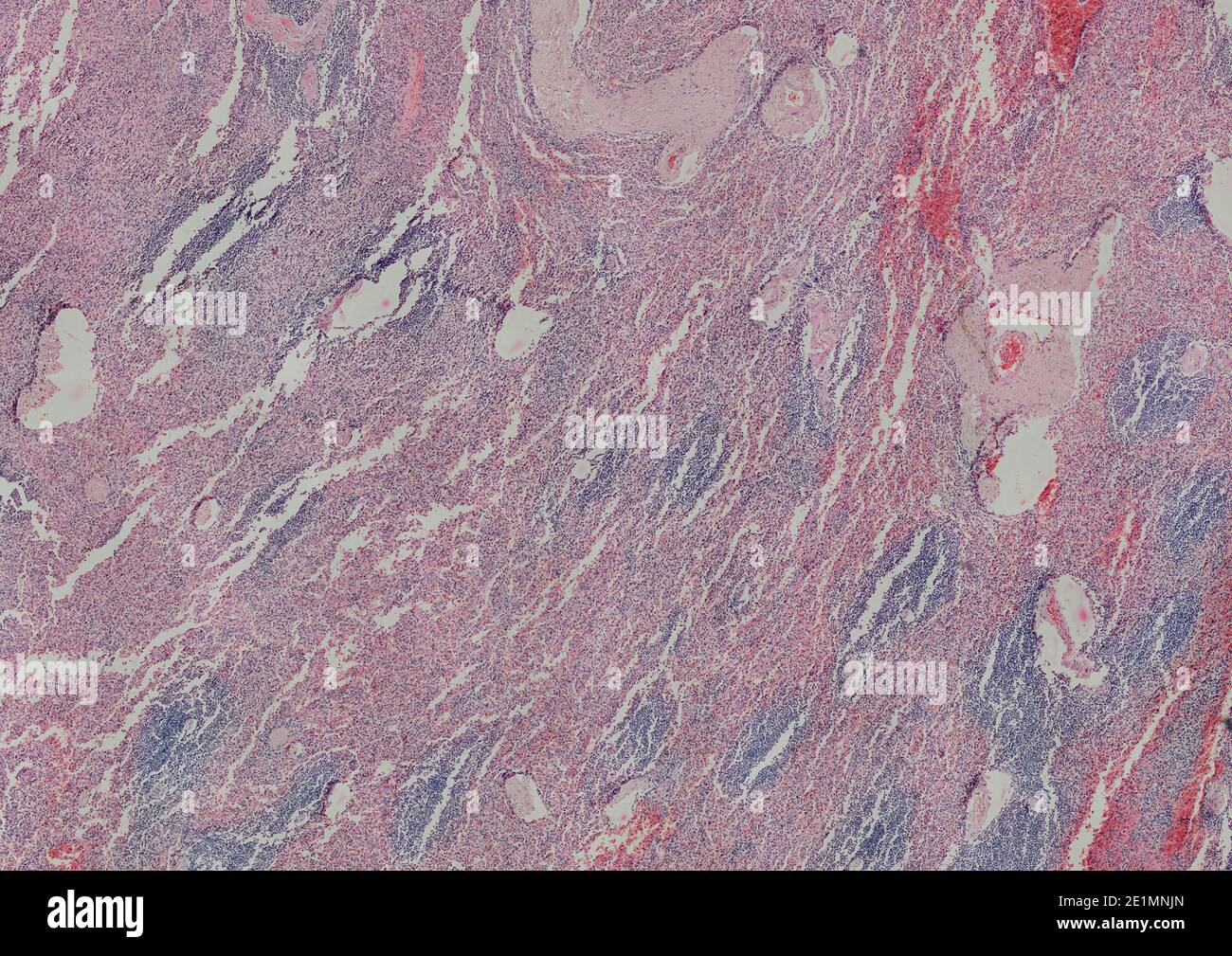 cross section cut of human body cells under a scientific microscope ...