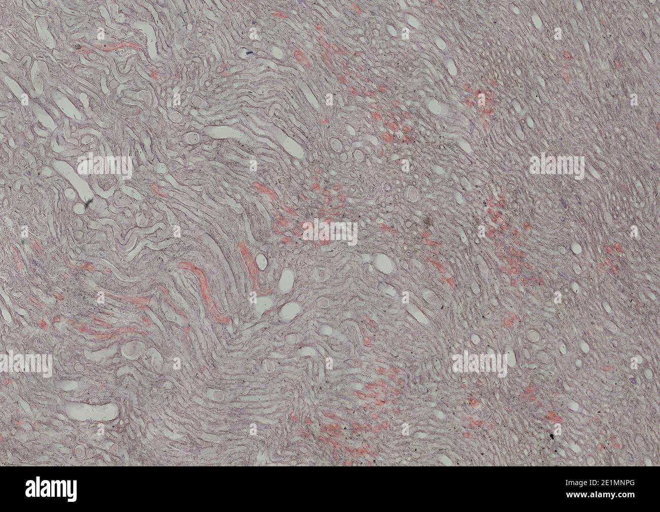 cross section cut of human body cells under a scientific microscope ...