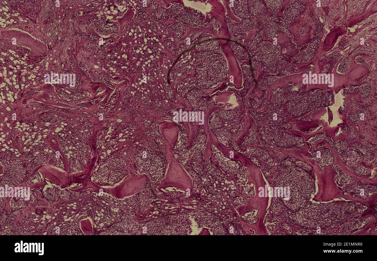 cross section cut of human body cells under a scientific microscope ...