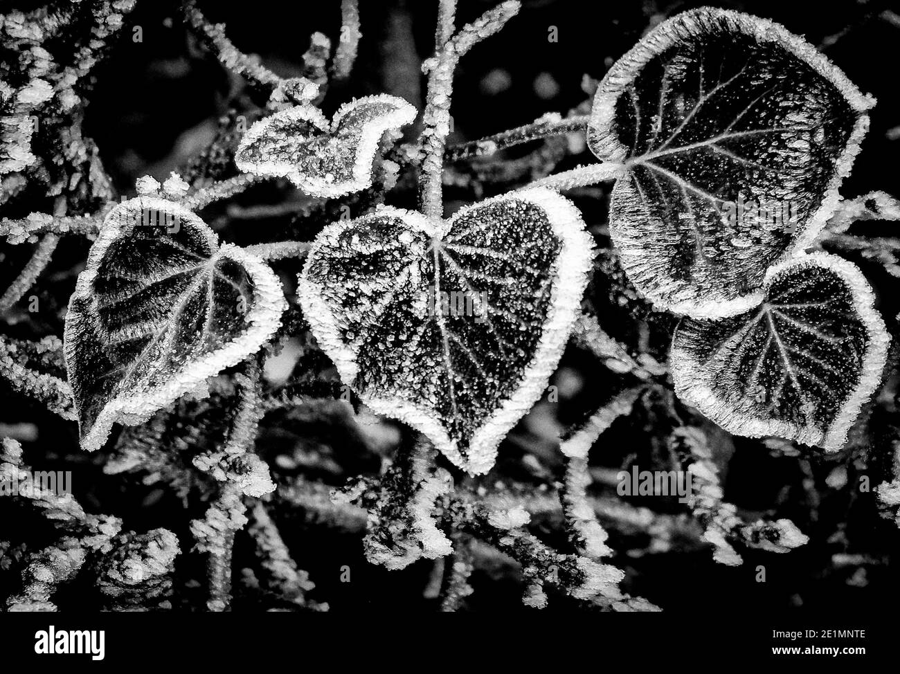 Clifford norton Black and White Stock Photos & Images - Alamy