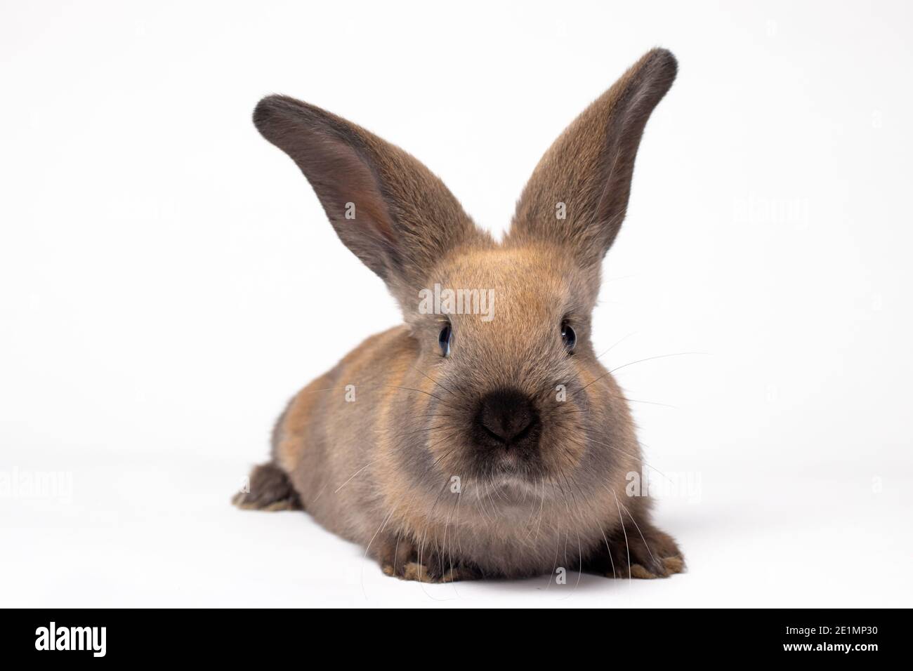 Conjunctivitis rabbit hi-res stock photography and images - Alamy