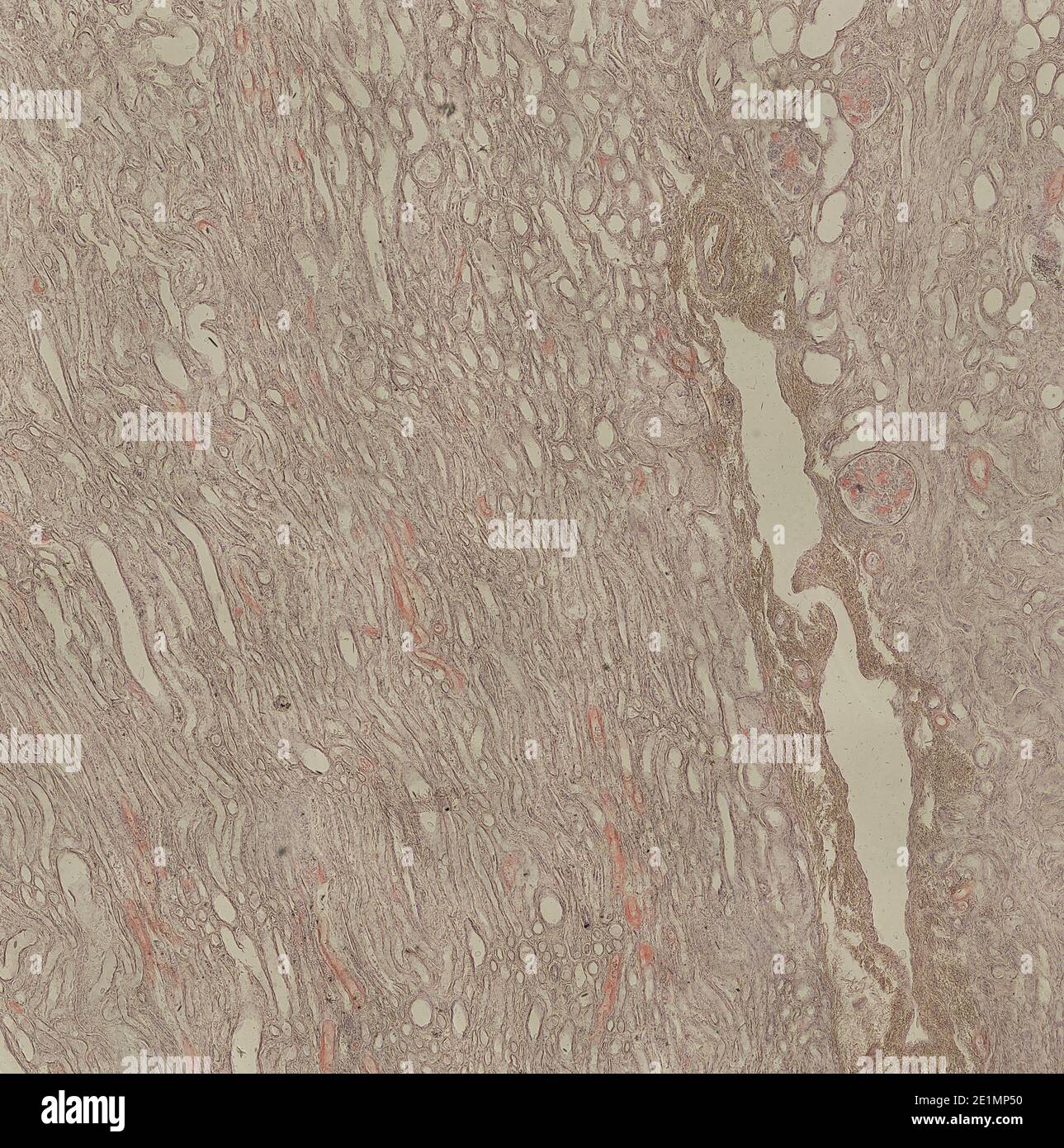 cross section cut of human body cells under a scientific microscope ...