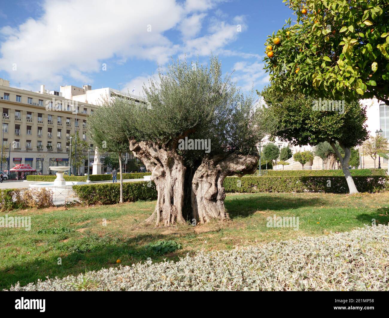 Greece Athens Athen The National University of Athens Old Olive Tree ...