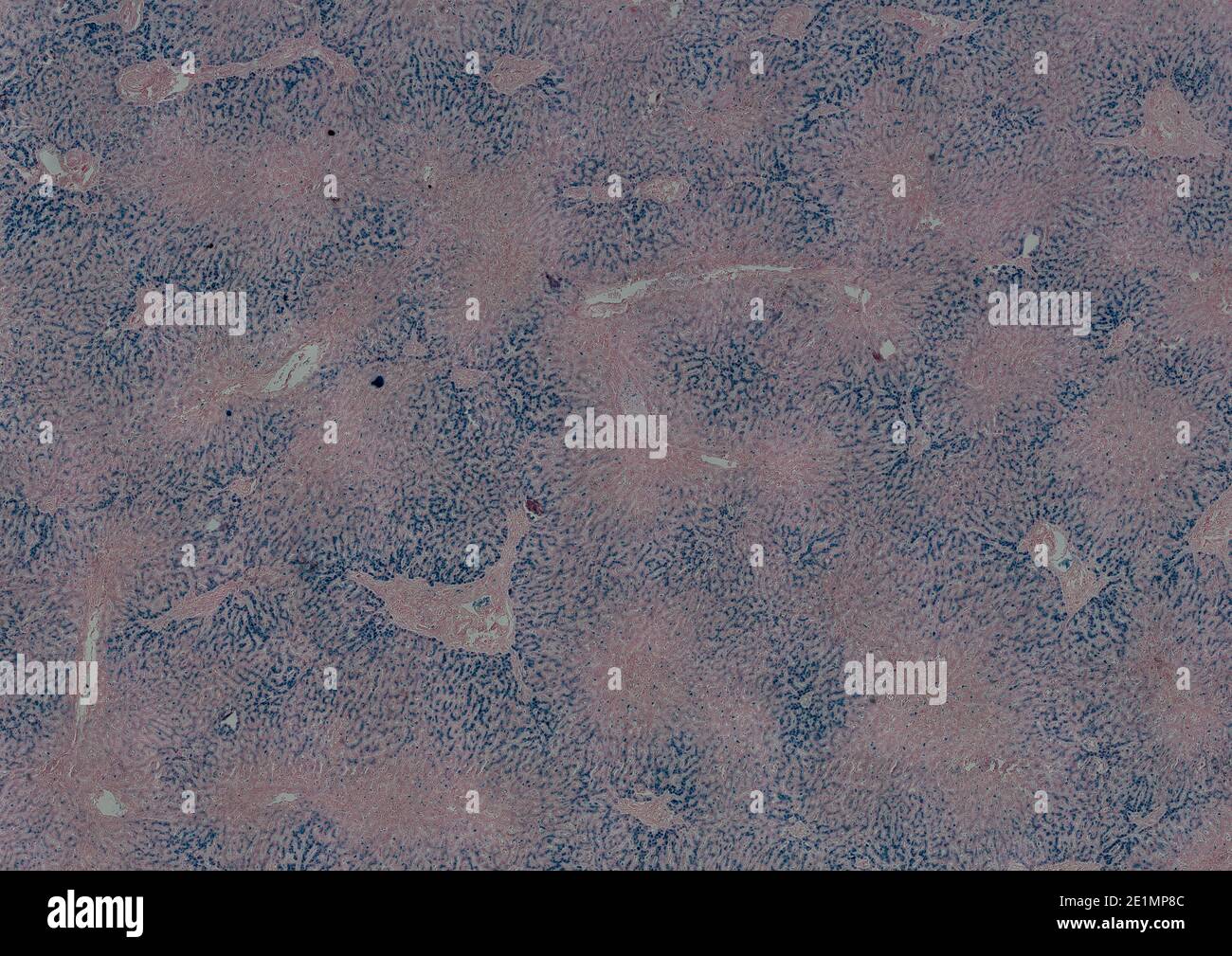 cross section cut of human body cells under a scientific microscope ...