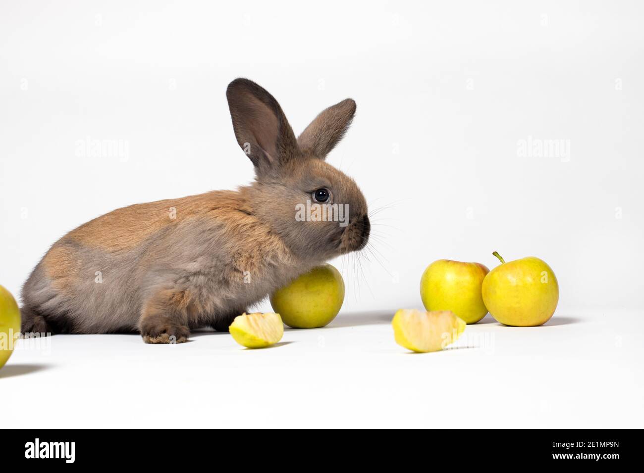 Brown domestic rabbit with apples on a white background with a place ...