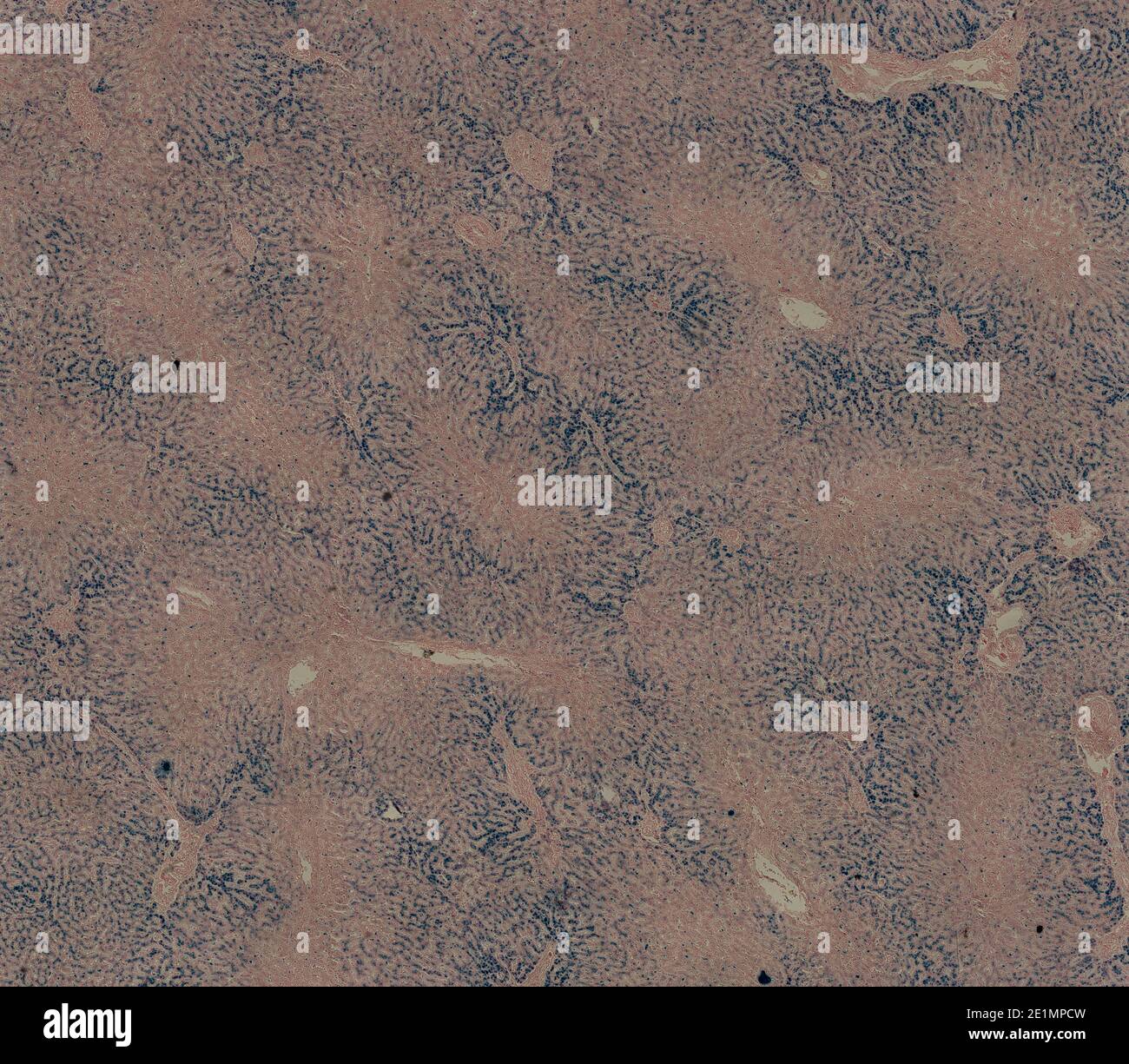 cross section cut of human body cells under a scientific microscope ...