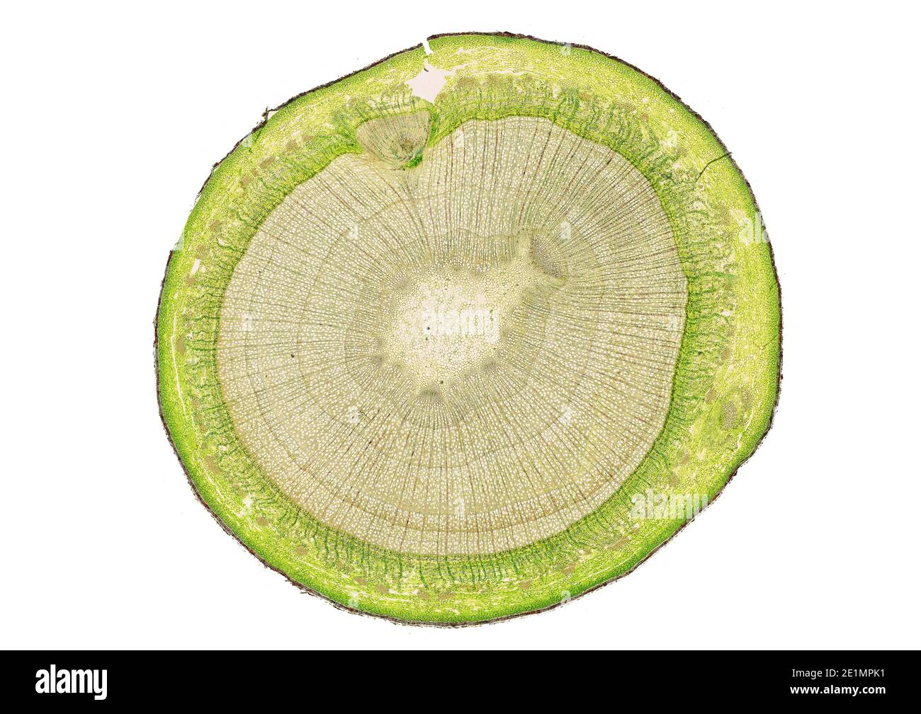 cross section cut under the microscope – microscopic view of plant ...