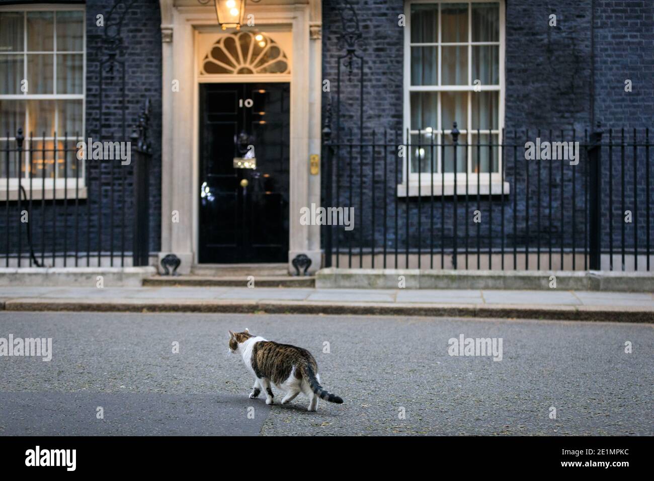 Larry the Cat, Chief mouser, walks towards 10 Downing Street, London ...