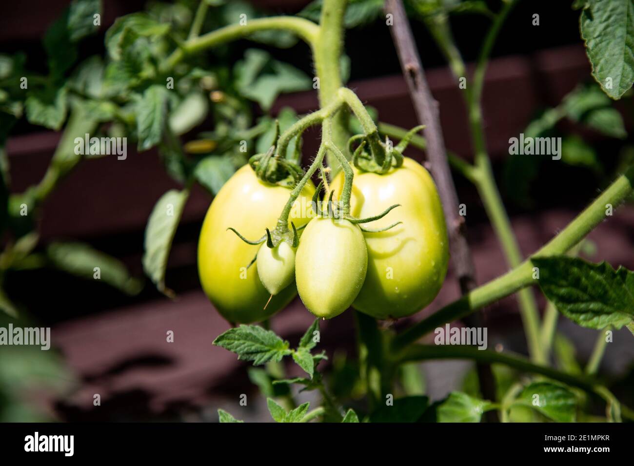 Roma toma hi-res stock photography and images - Alamy