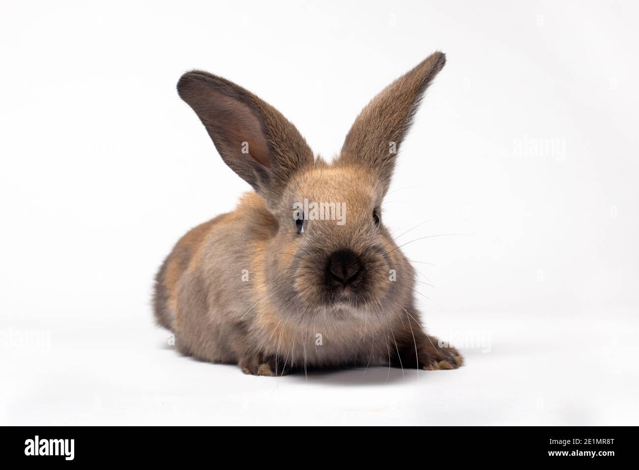 Brown rabbit sitting on a white background. Rabbit diseases ...