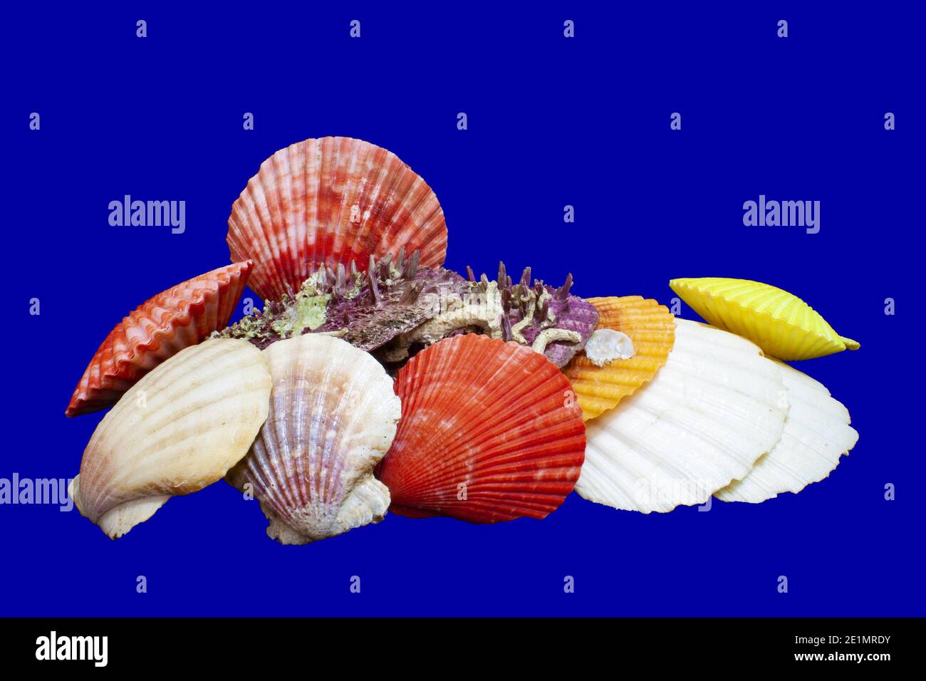 Chlamys Opercularis High Resolution Stock Photography and Images - Alamy