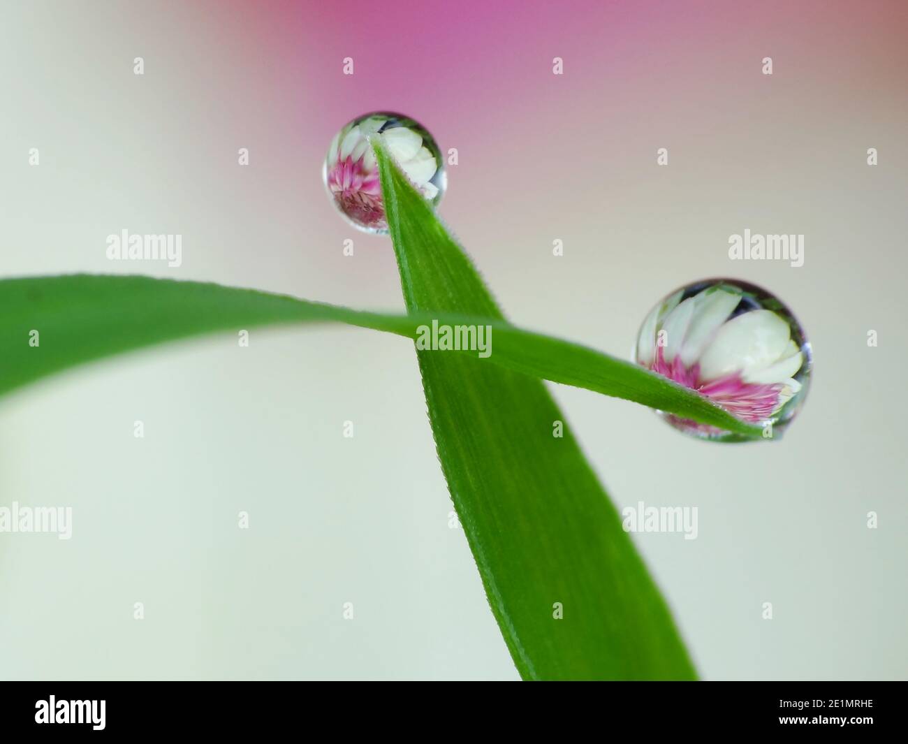 Reflection of the flower inside dew drops Stock Photo - Alamy