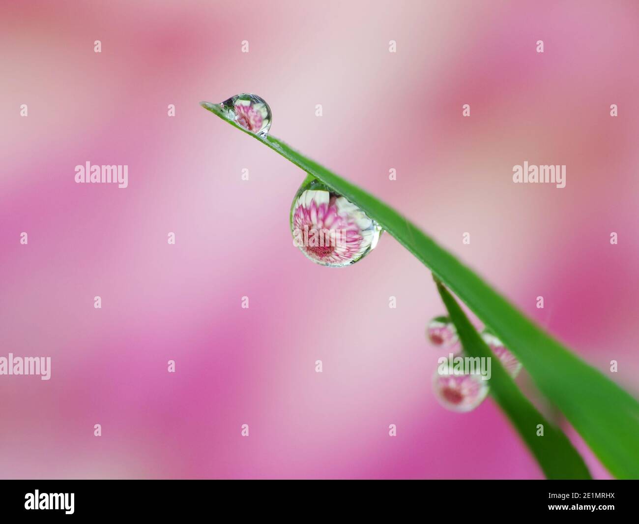 Reflection of the flower inside dew drops Stock Photo - Alamy
