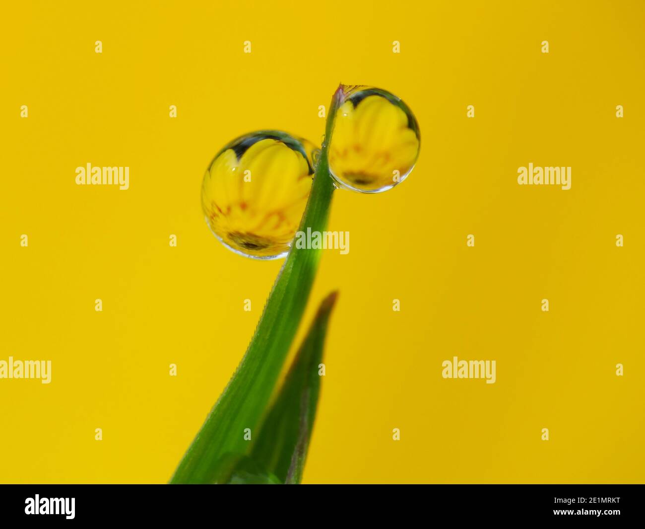 Reflection of the flower inside dew drops Stock Photo - Alamy