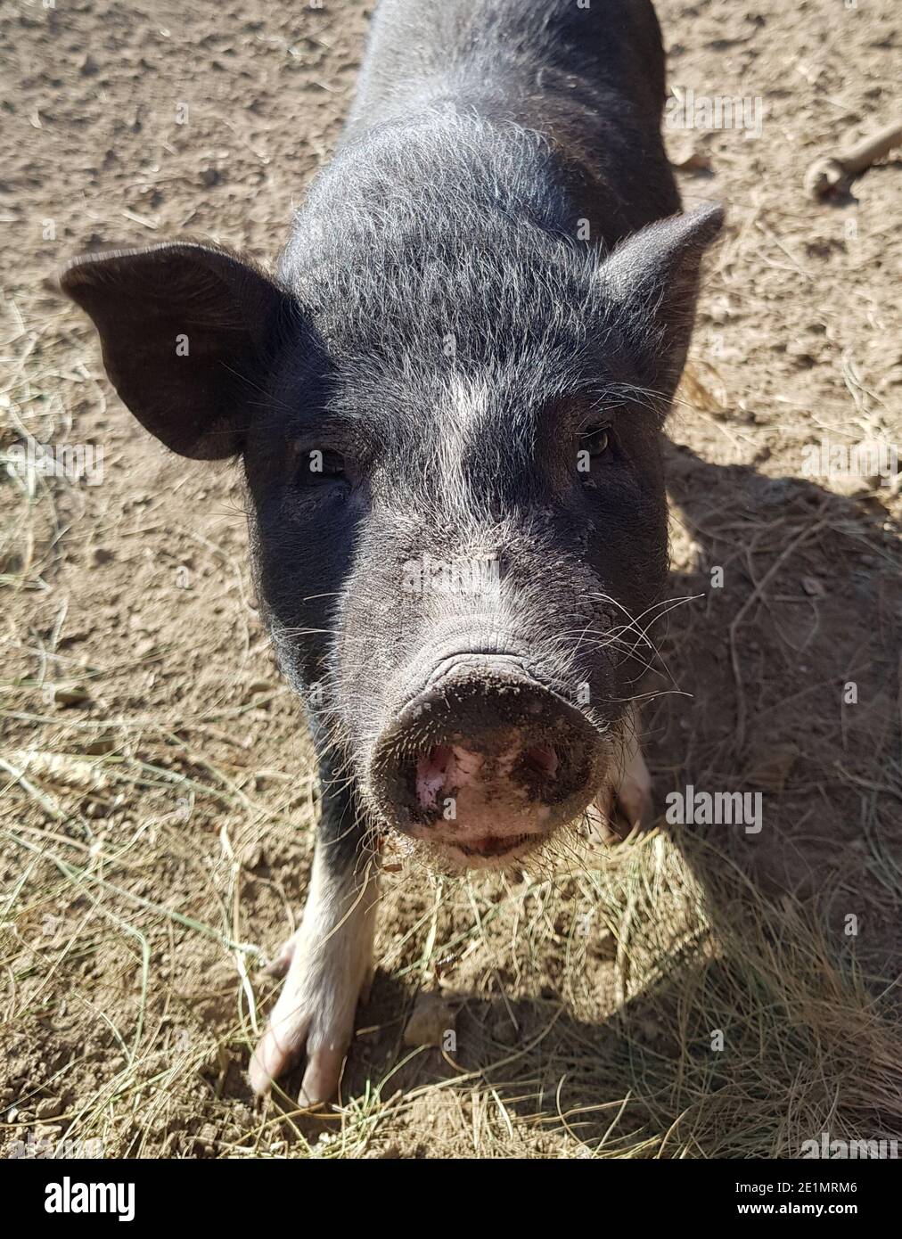 Pig face close up hi-res stock photography and images - Alamy