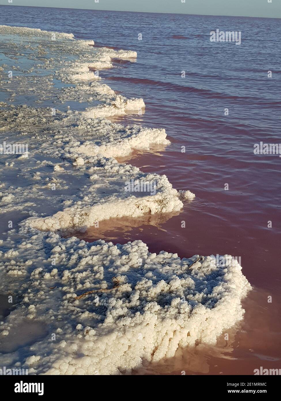Pink salt lake. Particles of white salt are deposited on the shore ...