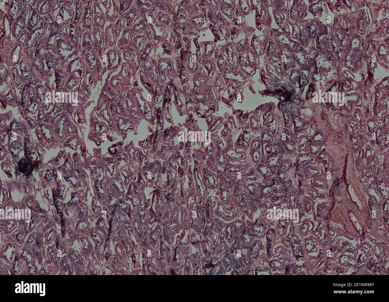 cross section cut of human body cells under a scientific microscope ...