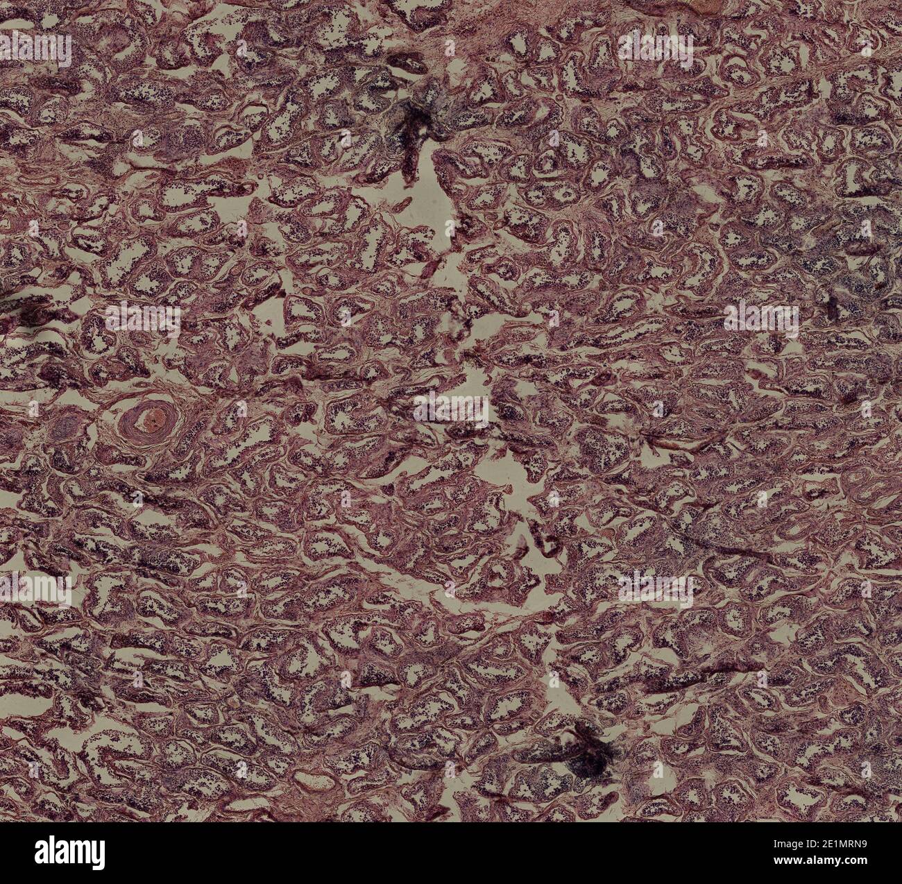 cross section cut of human body cells under a scientific microscope ...
