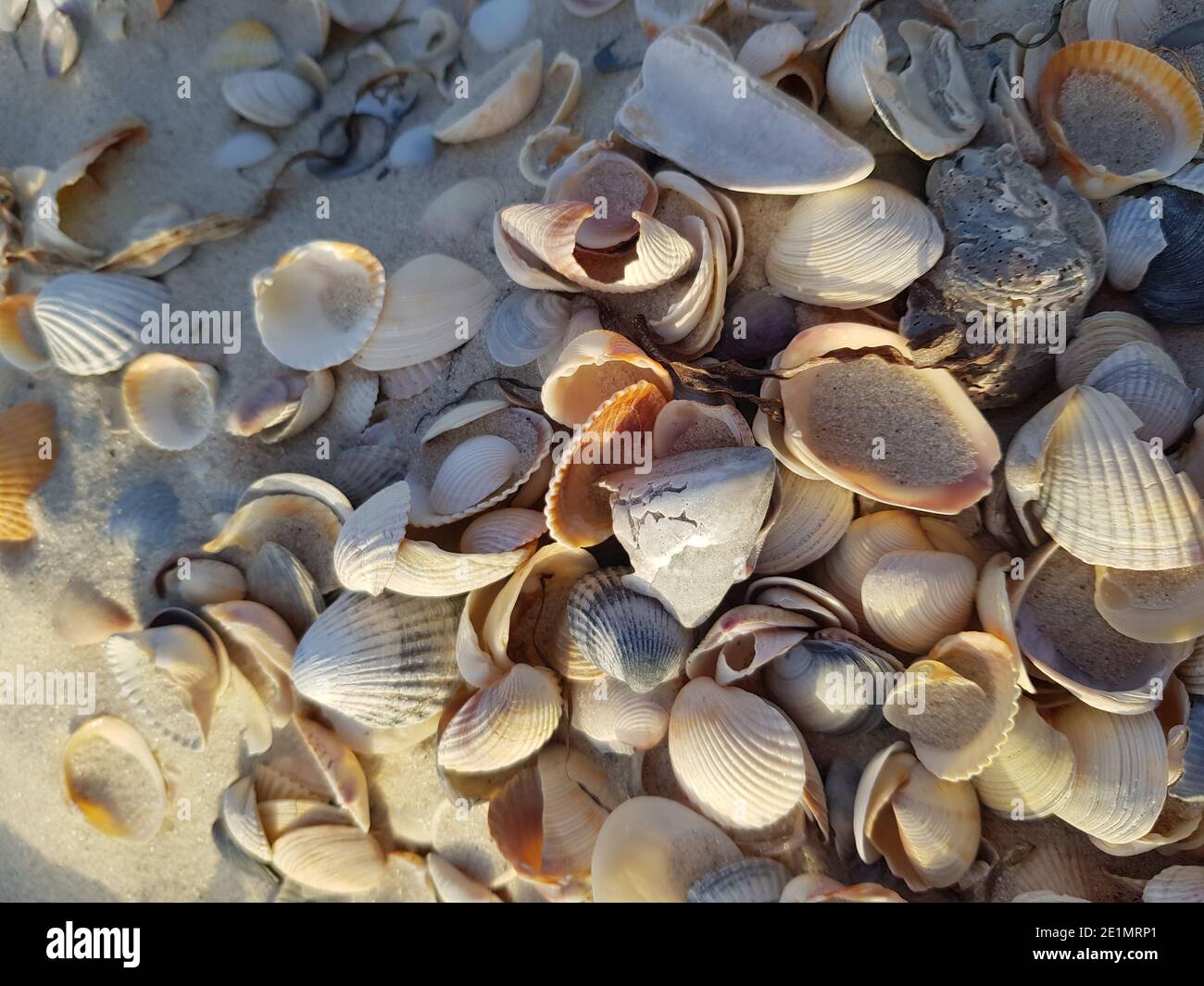 Illuminated shells hi-res stock photography and images - Alamy
