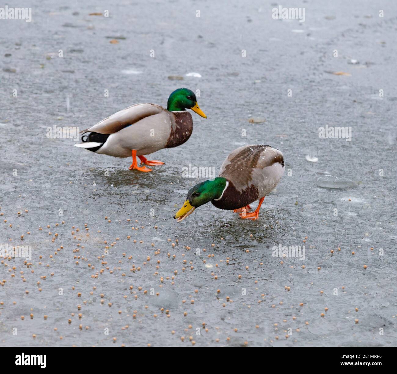 Feeding mallard ducks in winter. The ducks are walking on an ice ...
