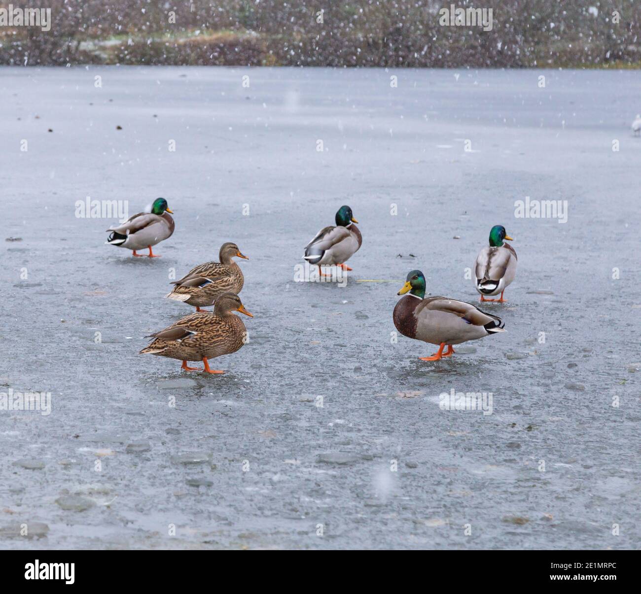 Frozen lake in winter with mallard ducks hi-res stock photography and ...