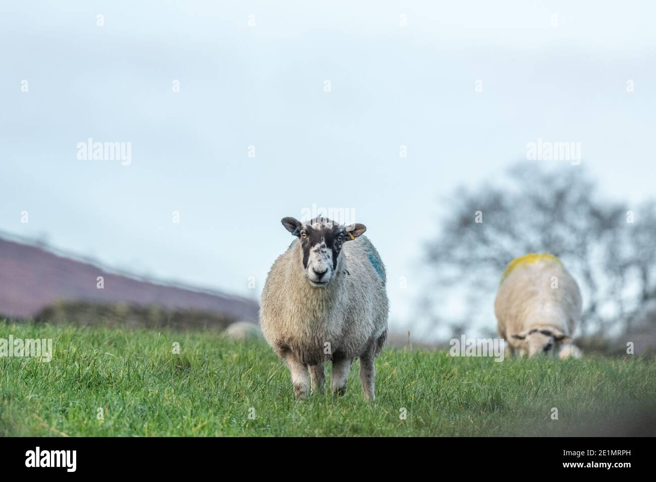 A sheep looking forward with negative space Stock Photo - Alamy