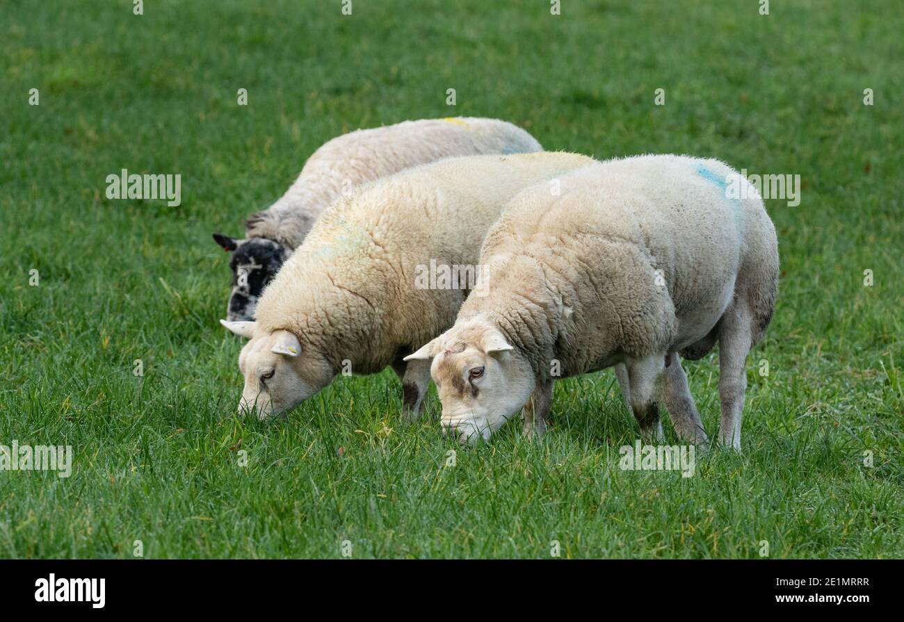 Yorkshire rams hi-res stock photography and images - Alamy