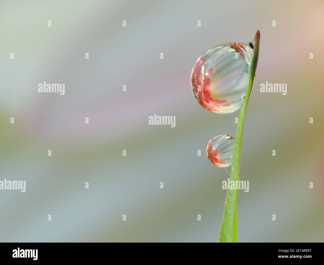 Reflection of the flower inside dew drops Stock Photo - Alamy