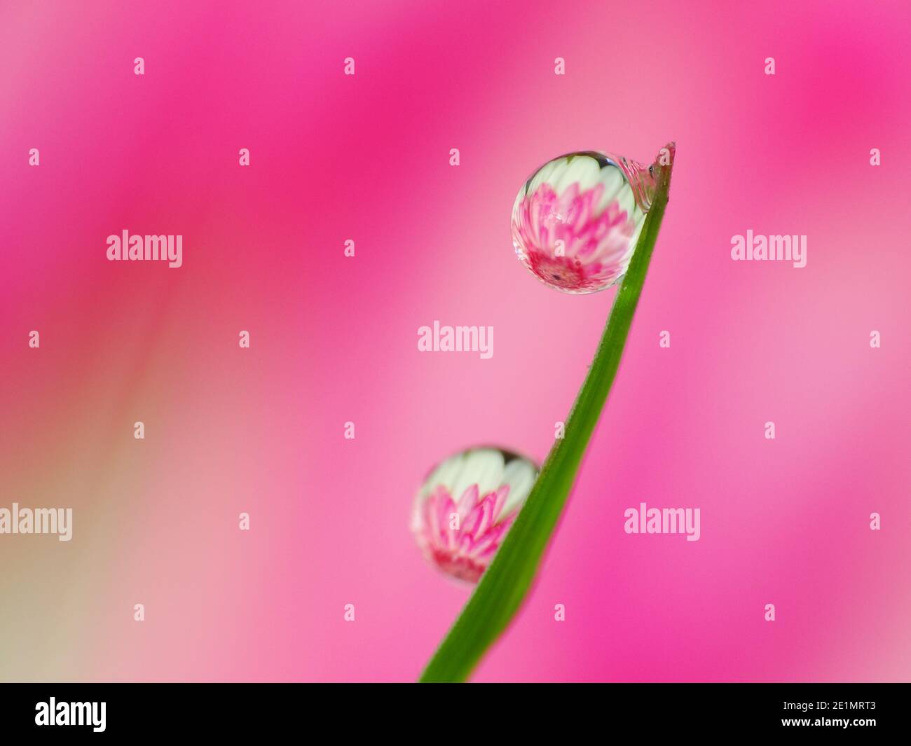 Reflection of the flower inside dew drops Stock Photo - Alamy