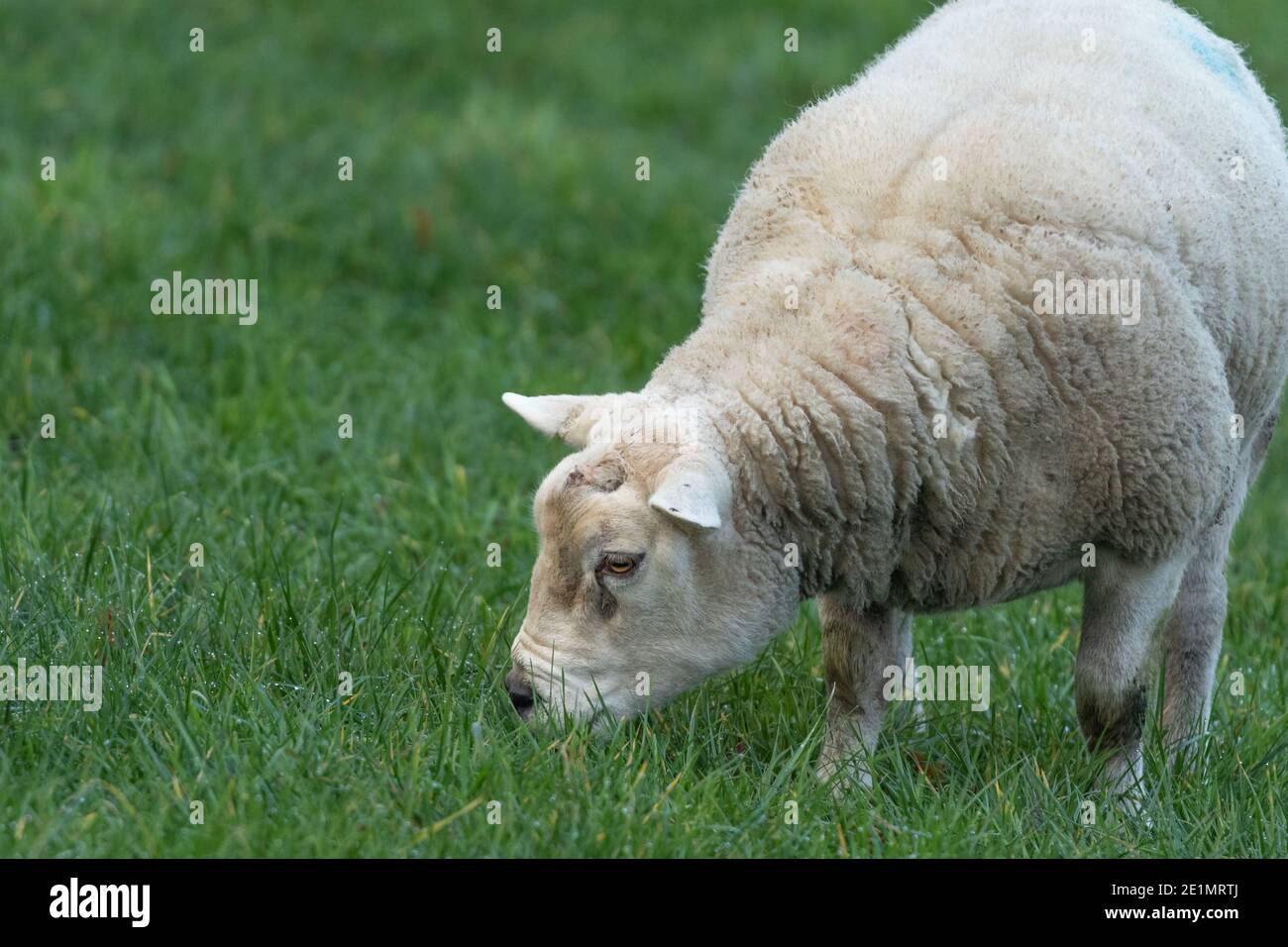 Ram n hi-res stock photography and images - Alamy
