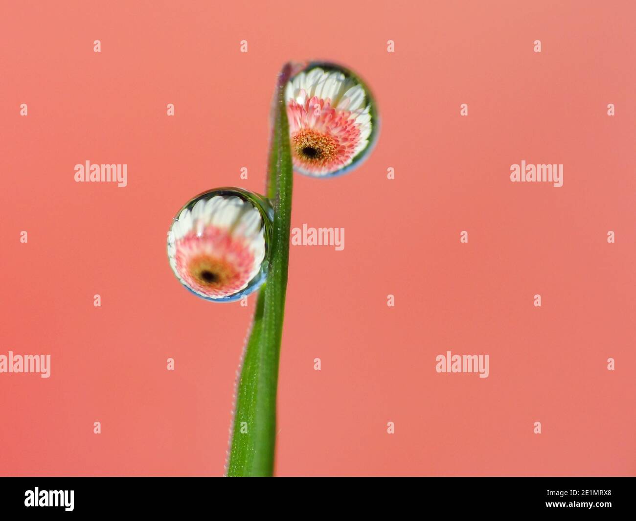 Reflection of the flower inside dew drops Stock Photo - Alamy