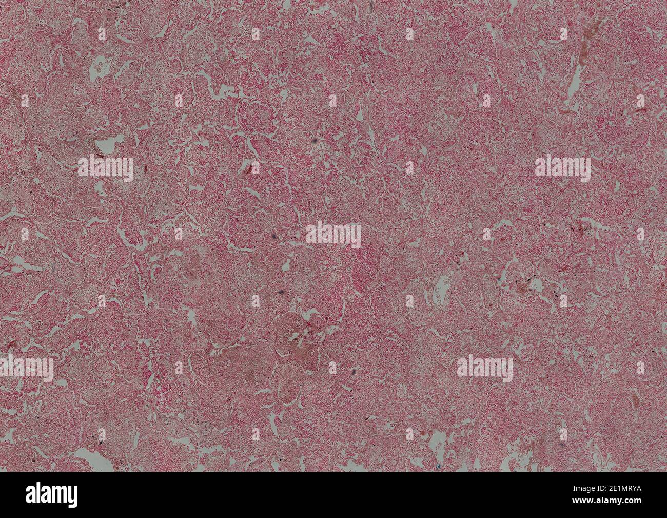 cross section cut of human body cells under a scientific microscope ...