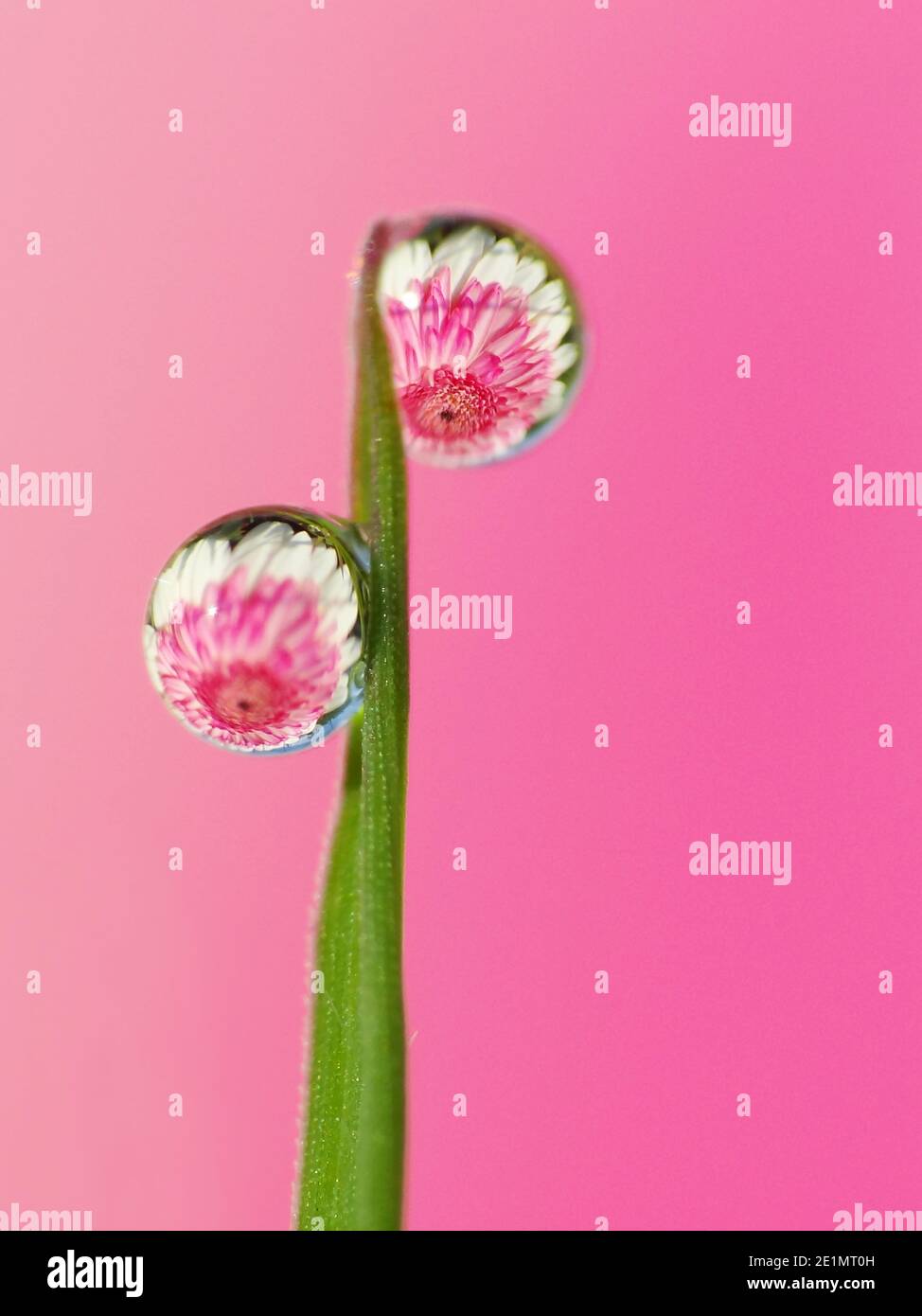 Reflection of the flower inside dew drops Stock Photo - Alamy