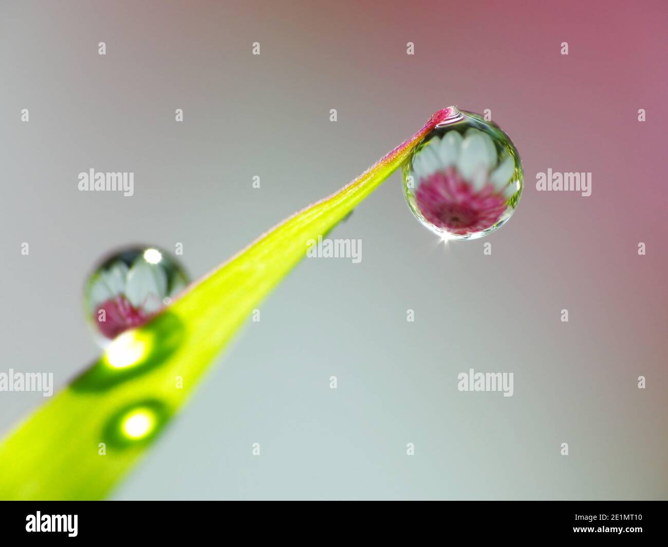 Reflection of the flower inside dew drops Stock Photo - Alamy