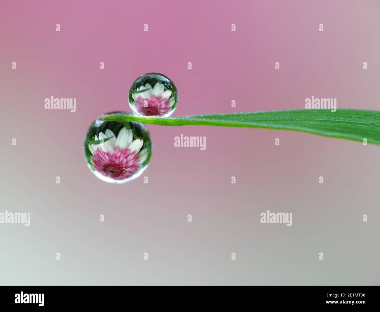 Reflection of the flower inside dew drops Stock Photo - Alamy