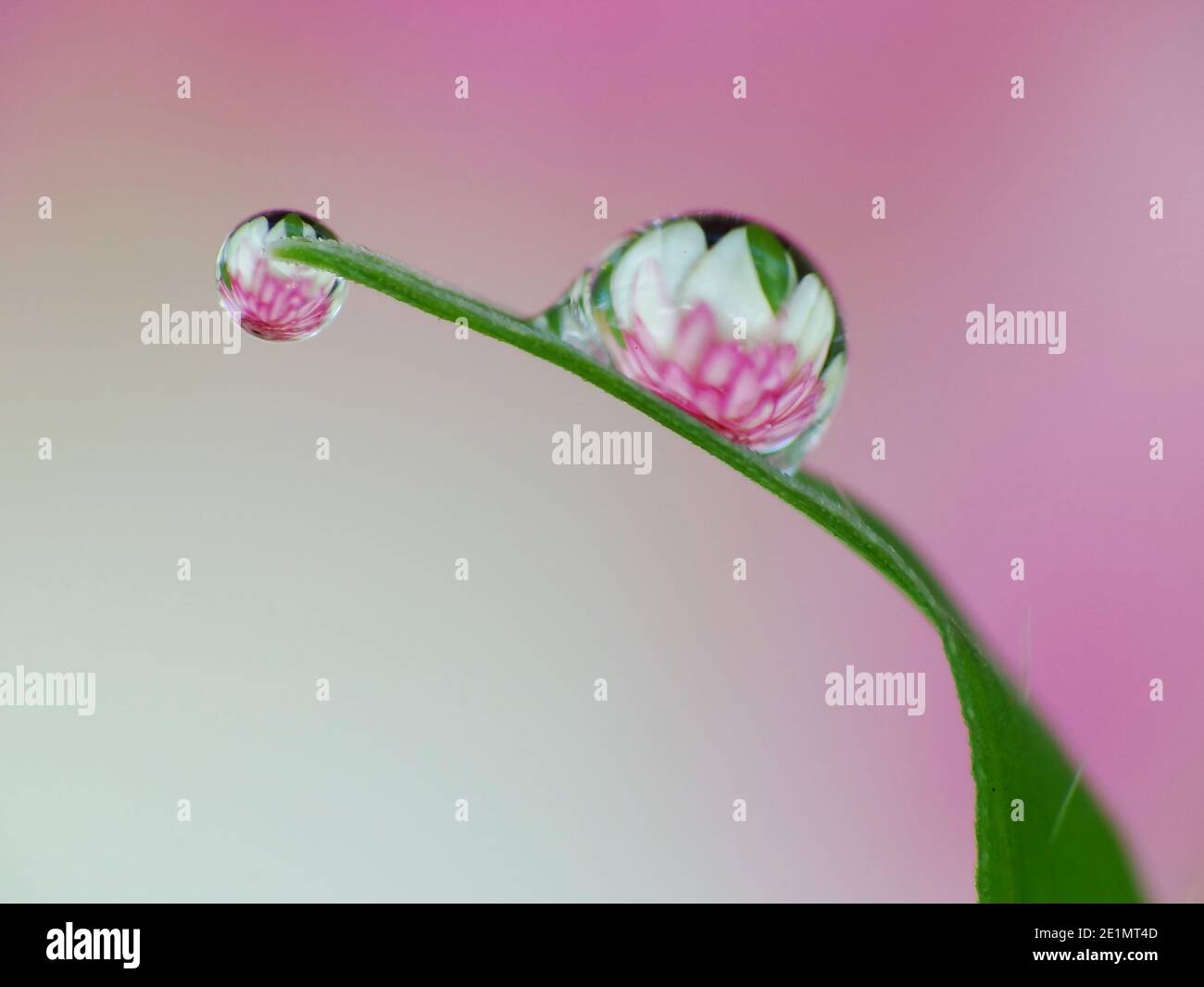 Reflection of the flower inside dew drops Stock Photo - Alamy