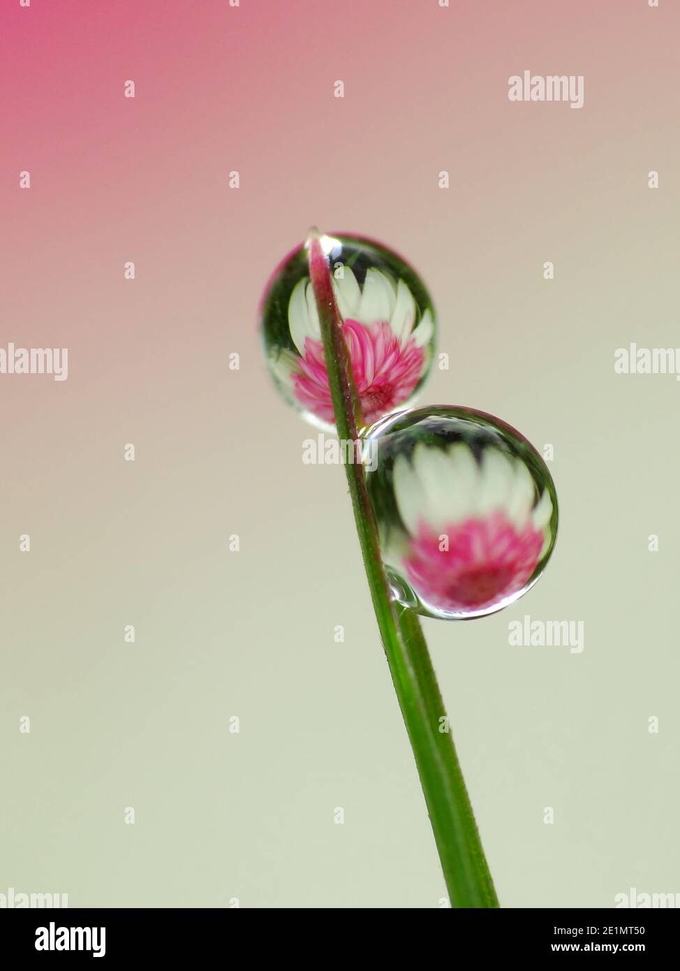 Reflection of the flower inside dew drops Stock Photo - Alamy
